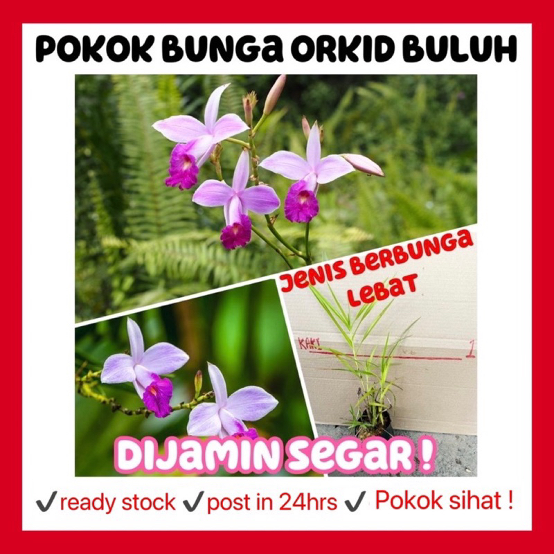 Rina • pokok bunga orkid buluh • bamboo orchid arundina graminifolia ...