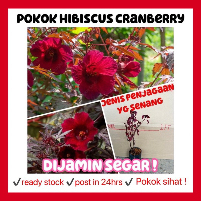 Rina • pokok hibiscus cranberry • false maple leaf rosel acetosella red ...