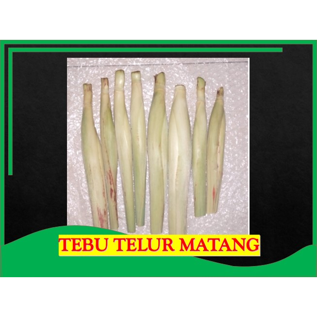 Tebu Telur | Tebu Sayur Matang [Bahagian Pucuk] | Sila contact seller ...