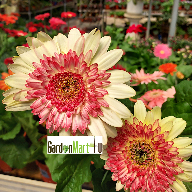 Live Plant Daisy Flower Gerbera Plant Pokok Bunga Daisi 雏菊非洲菊 | Shopee ...