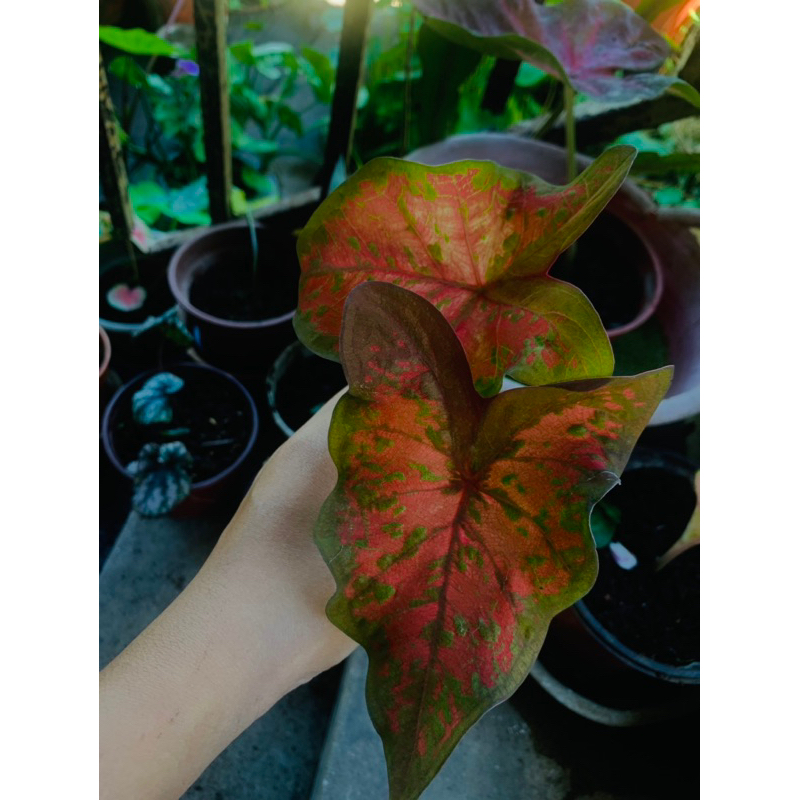 Caladium Butterfly/keladi Rama Rama | Shopee Malaysia