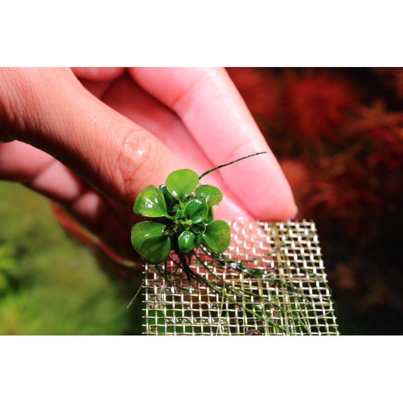 Anubias Barteri "Mini Coin" 1 Stalk Rare Aquatic Plant Submerged ...