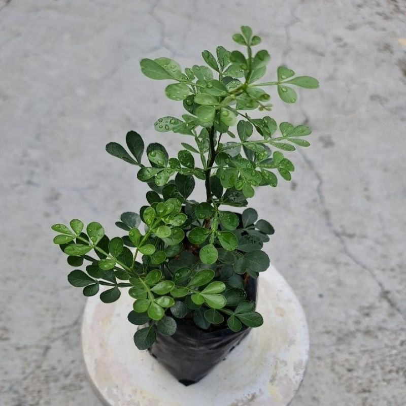 WHOLESALE ORIGINAL MAHA VILVAM/VILAM VASTU SHASTRA PLANT/AYURVEDA PLANT ...