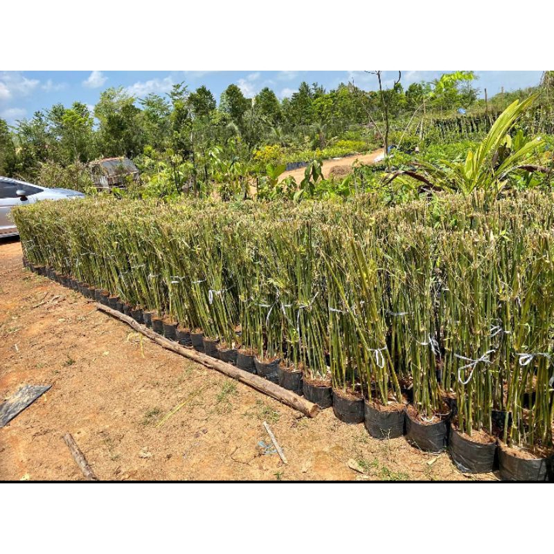 Pokok Buluh Pagar@Buluh cina | Shopee Malaysia