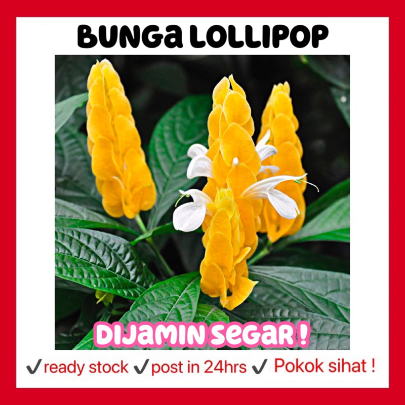 RINA • pokok lollipop • bunga jagung kuning shrimp plant pachystachys ...