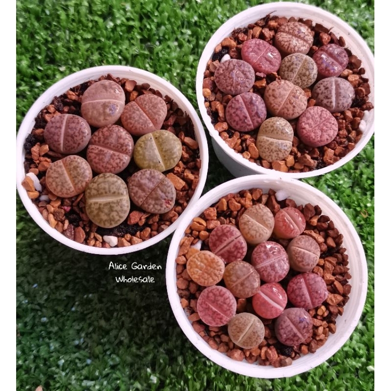 Lithops Purple Bromfieldii/🌈mini rainbow set/ with pot & soil 迷你彩套🌈紫柘榴玉 ...