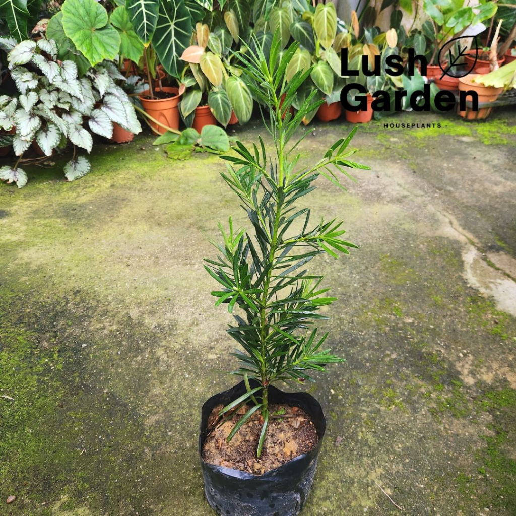 Podocarpus macrophyllus Pine Tree / 罗汉松 Outdoor Live Plant Pokok Hiasan ...