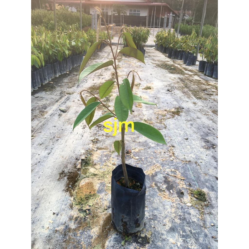 Anak Pokok Durian Duri Hitam | Black Thorn 黑刺榴莲树苗 | Real Live Plant ...