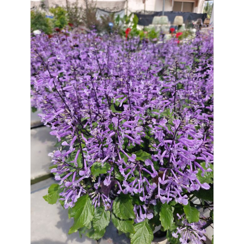 Happi GO 1Pot Ajuga Purple Flower 紫唇花 (Live Plant) | Shopee Malaysia