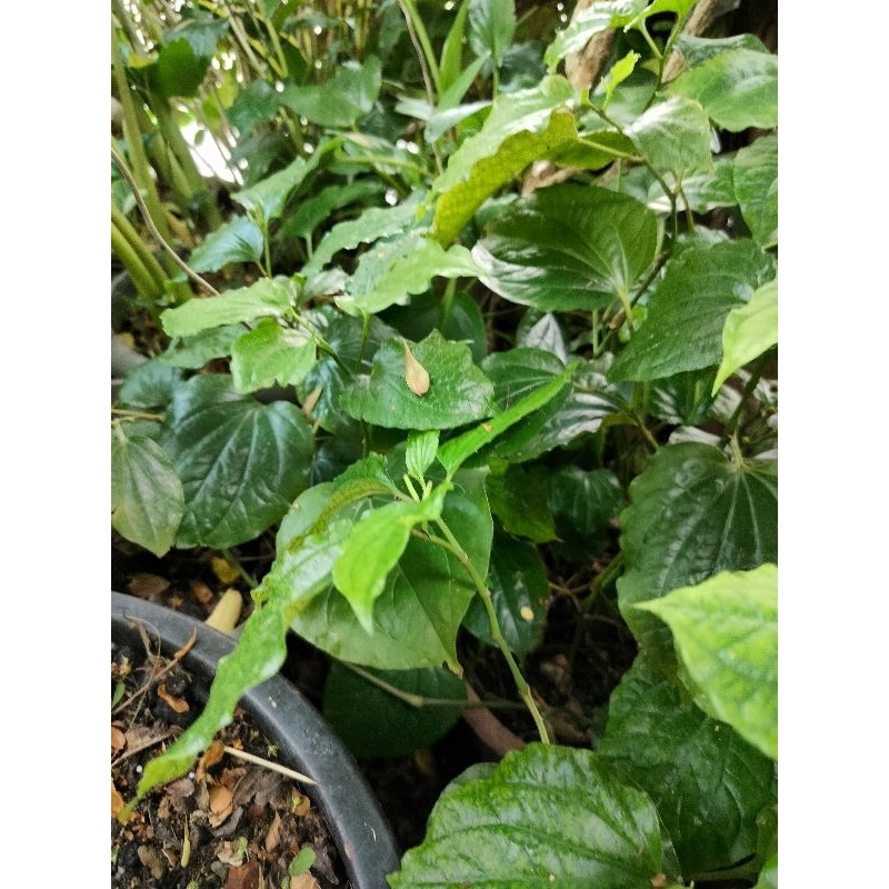 (ready stock) 鱼腥草 live Fishwort plant | Shopee Malaysia