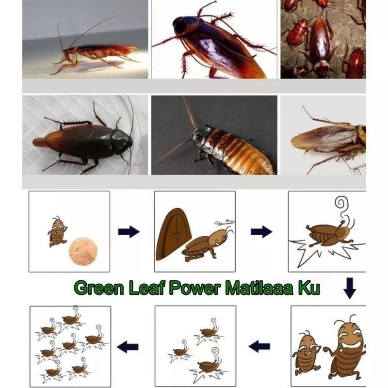 ubat lipas semut Cockroach and ants Killer Killing Bait Pest Control ...
