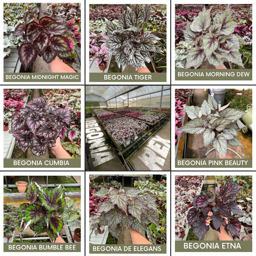 【UnclePot】Begonia Rex Pot set 1 秋海棠 (2shoots1pot) (Live plants)(indoor ...