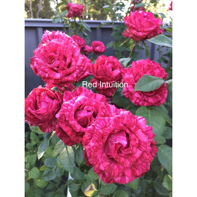 Ros ID Red Intuition (Grafted Rose) | Shopee Malaysia