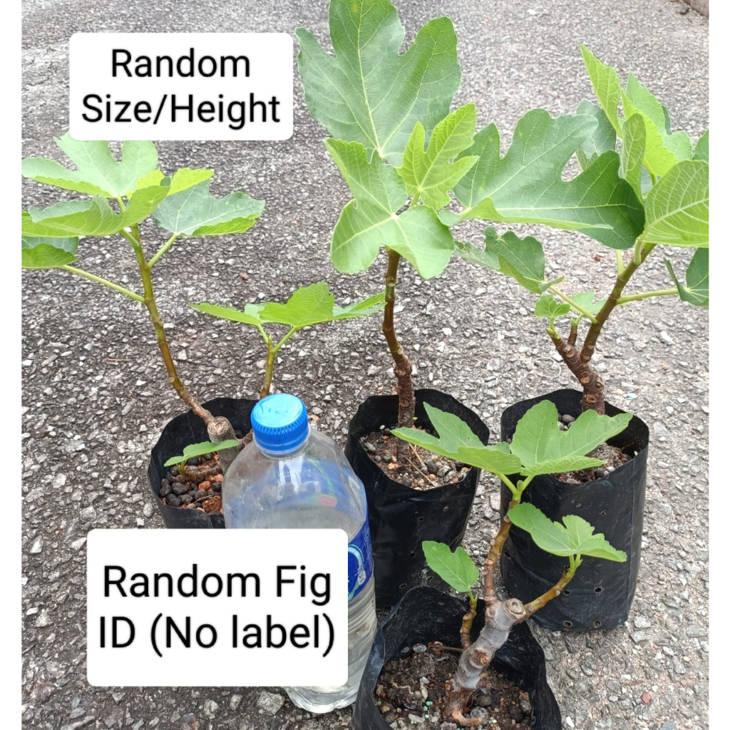 Fig Tree Sapling/Jumbo Red/Iraqi/Black Jack/Anak Pokok Fig Cepat ...