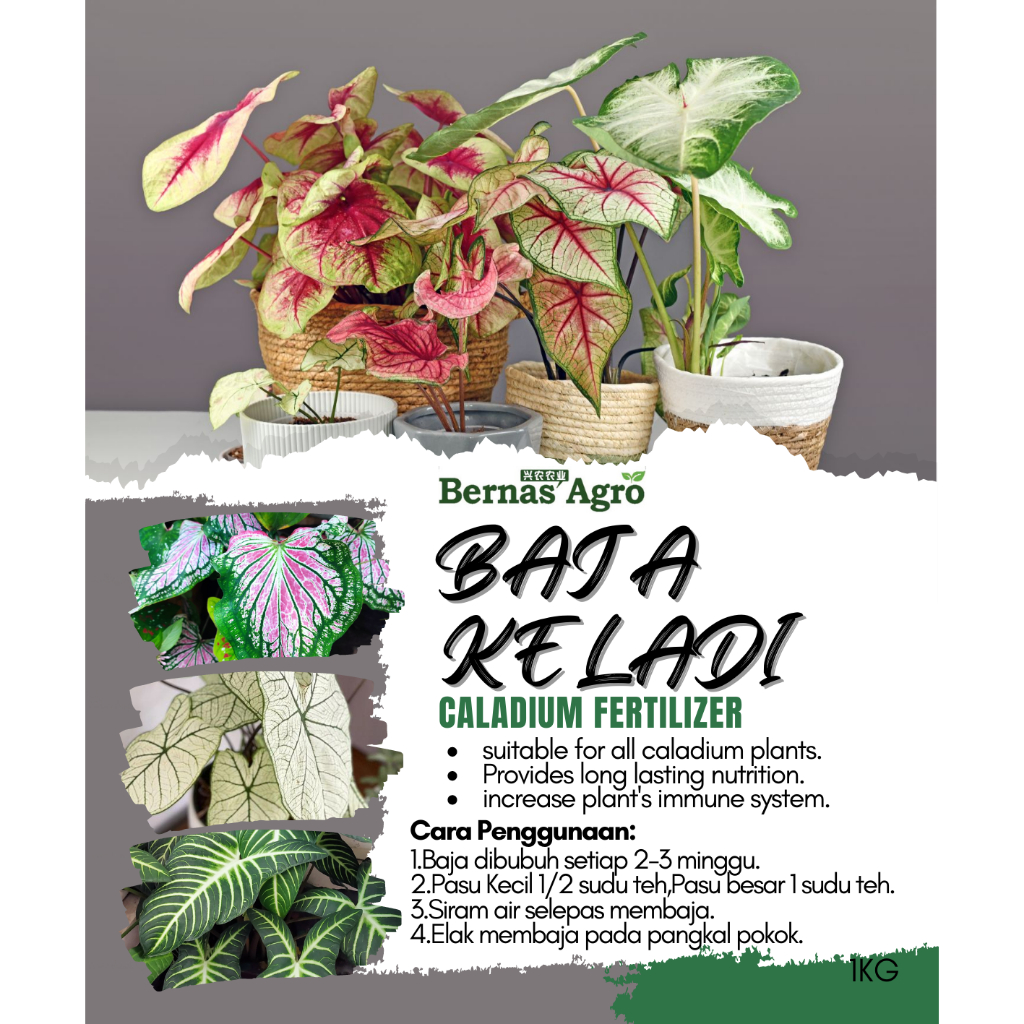 1kg Baja Imported Super Subur/Premium Baja Keladi Booster /Caladium ...