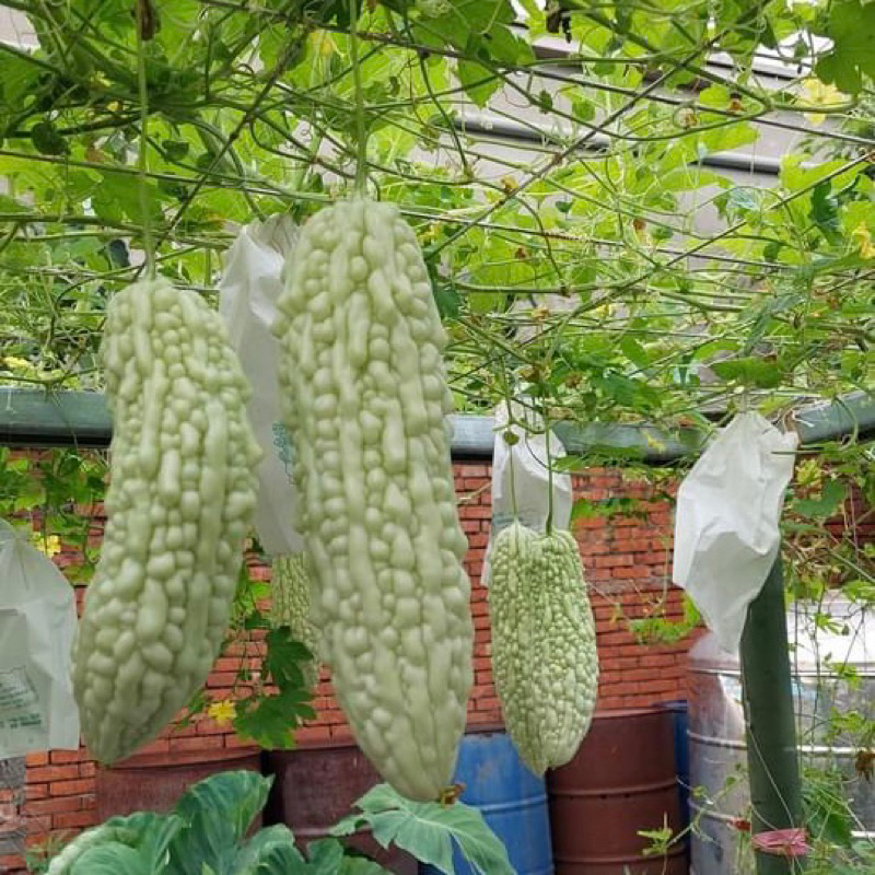 5 SEED -Benih Peria Putih Taiwan F1 Hybrid | White Bitter Gourd seed ...