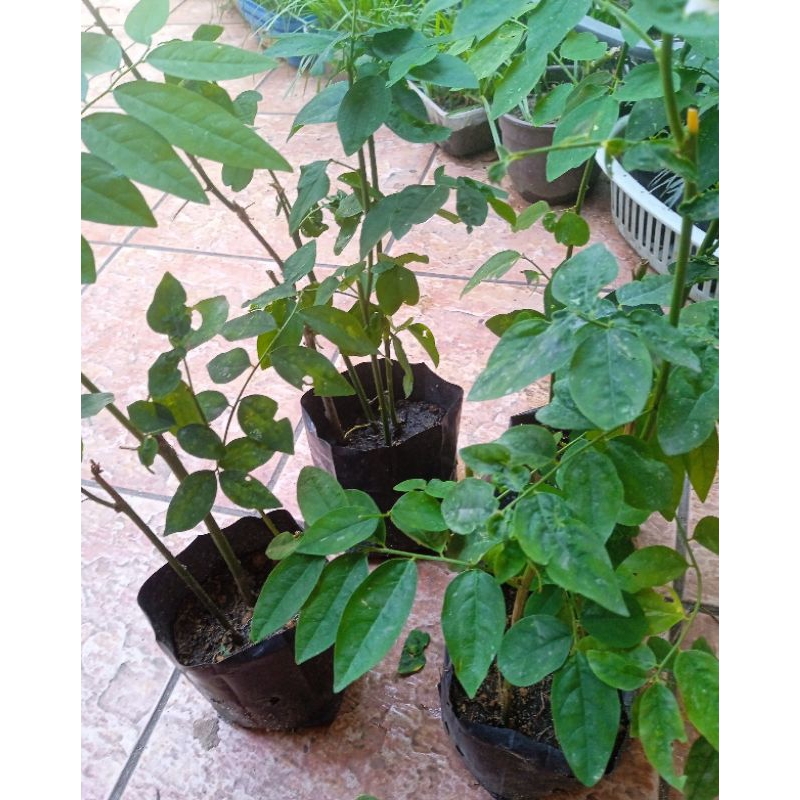 Anak pokok cekur manis(sayur manis) / sauropus androgynous / 树仔菜 ...