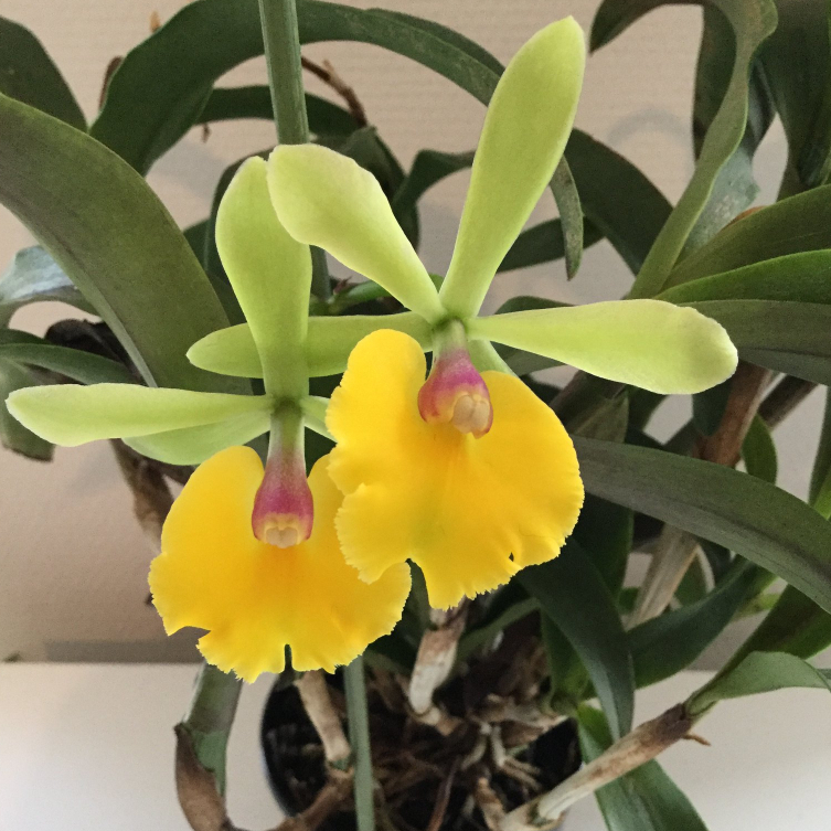 (Epicattleya Rene Marques x Rhyncattleanthe Potinara Free Spirit ...