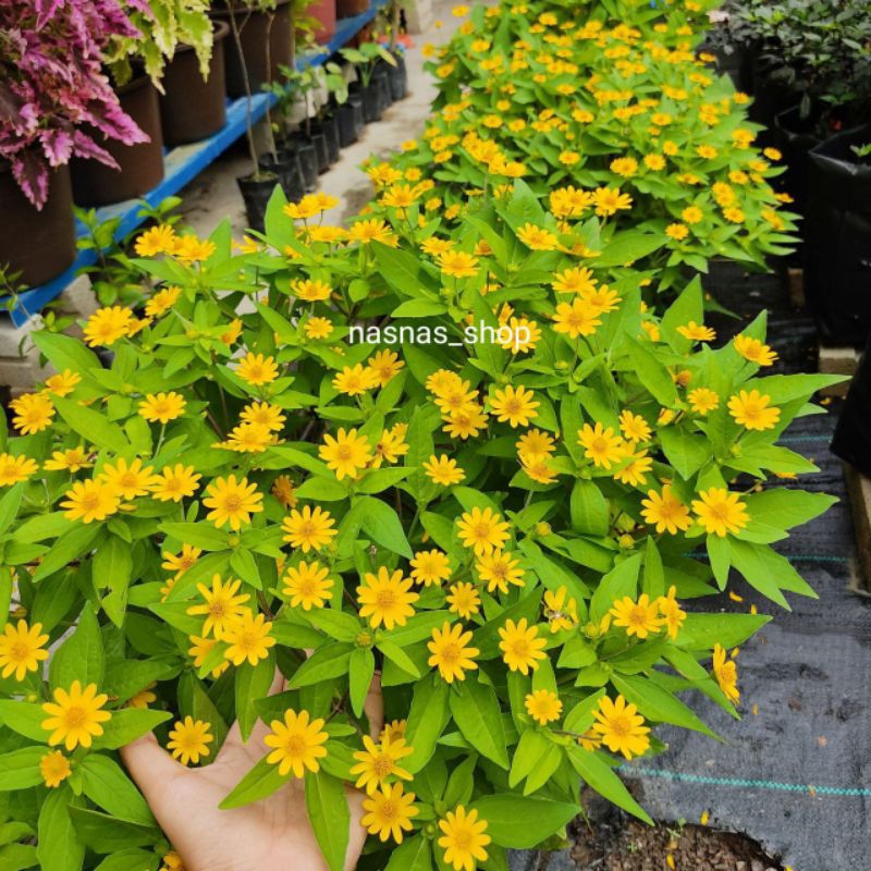 Benih Bunga Flower Seed Butter Daisy Seeds / Matahari Kecil 25pcs Biji ...