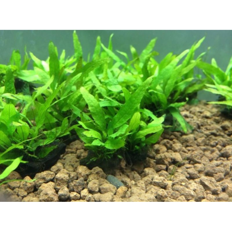 Plant Java Fern Mini, Microsorum Pteropus emersed/Submersed ...