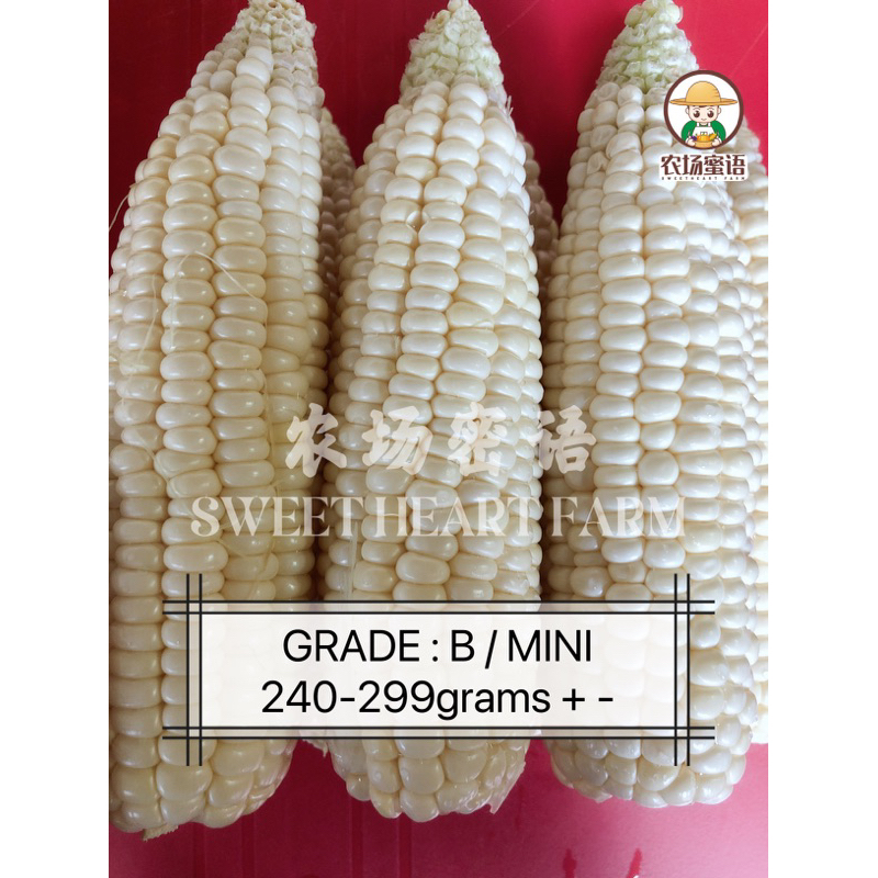 1A/ 2A/ 3A (6-10 PCS/set) | White sweet Corn | jagung susu manis | 💯 ...