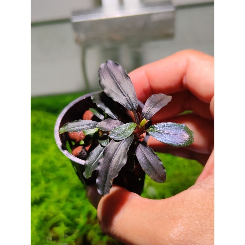 Bucephalandra sp. 'brownie ghost'/wavy green,lowtech plants,aquatic ...