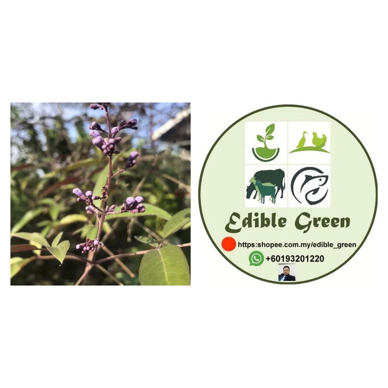 2 x Keratan Batang POKOK LEMUNI HITAM (Vitex trifolia) | Shopee Malaysia