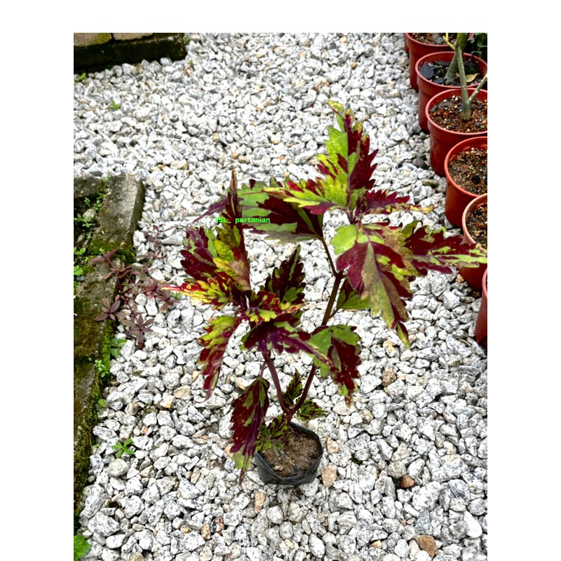 ( 5 ) Pokok Bunga Ati-ati Viral / Ati-ati Berakar Cantik Dan Berkhasiat ...