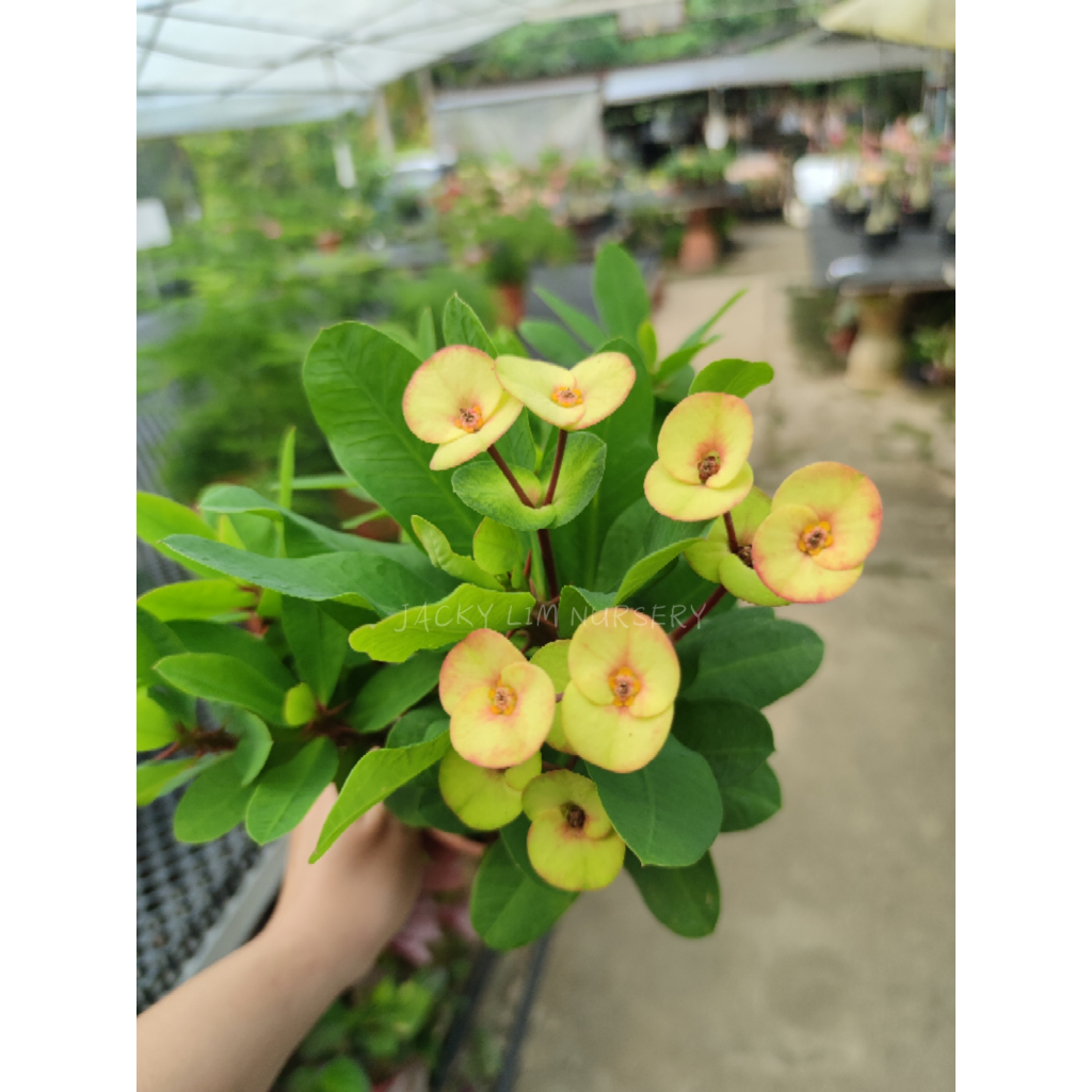 Euphorbia Milii Crown Of Thorns Bunga Raja Bunga Mahkota 麒麟花 铁海棠 虎刺梅 ...
