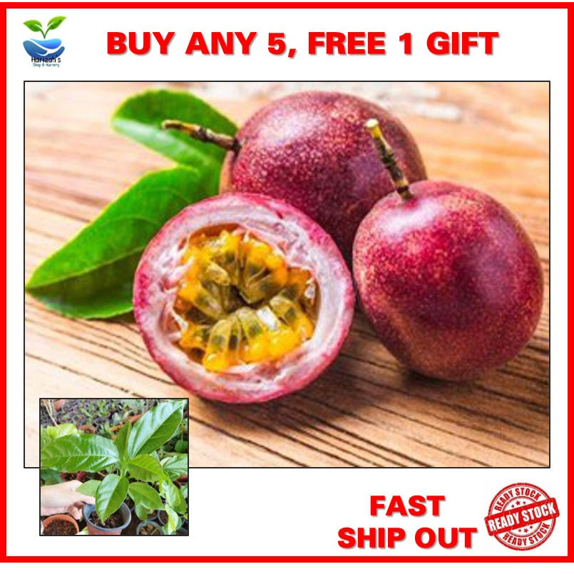 Anak pokok Markisa Merah cepat membesar dan berbuah | Shopee Malaysia