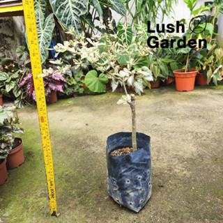 Bucida Variegated / Bucida Batik / Pokok Doa 布西达蜡染 花叶雨伞树 Outdoor Live ...