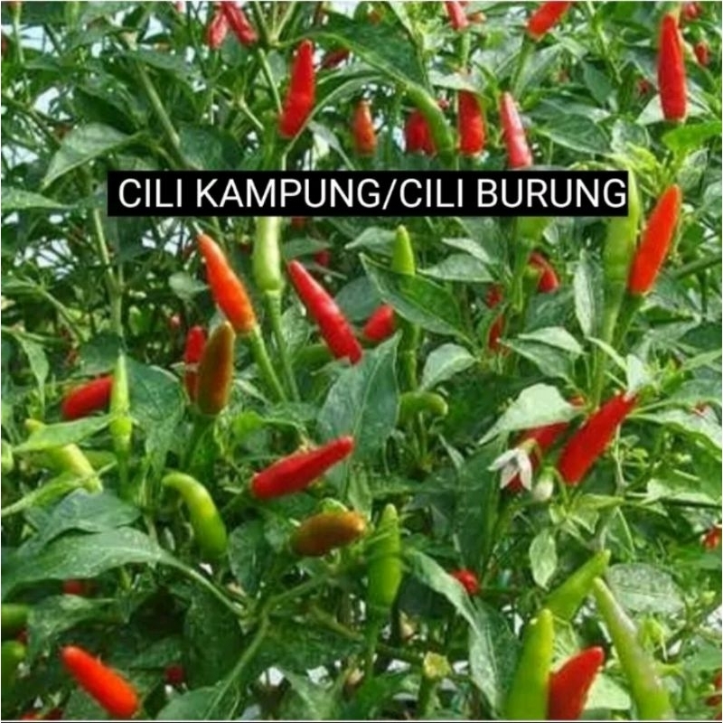 BENIH CILI PADI KAMPUNG.LADA BURUNG.LADA KAMPUNG(50 SEEDS) | Shopee ...