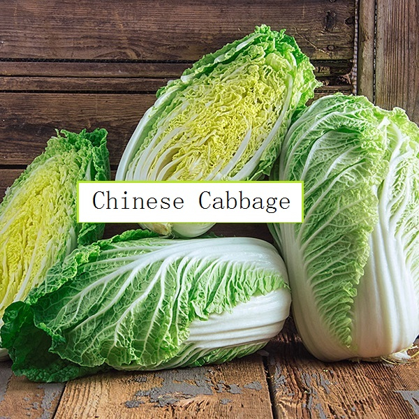 RAMBO Chinese Cabbage Seeds 大白菜种子 Biji Benih Kubis Cina Biji Benih ...