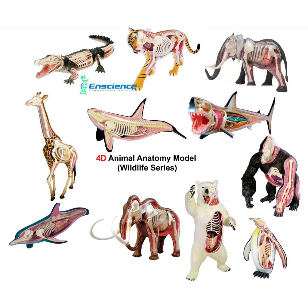 4D MASTER Wildlife Animal Anatomy Tiger Crocodile Giraffe Whale Dolphin ...