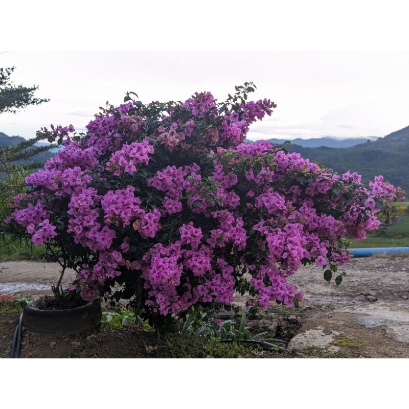 Keratan Batang Bunga Kertas Purple 2 keratan | Shopee Malaysia