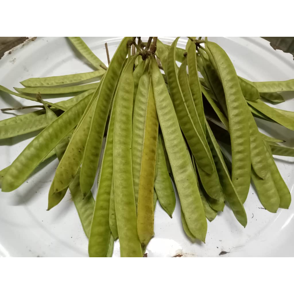 Petai Belalang / Petai Burung / Petai Jawa (Ulam) | Shopee Malaysia