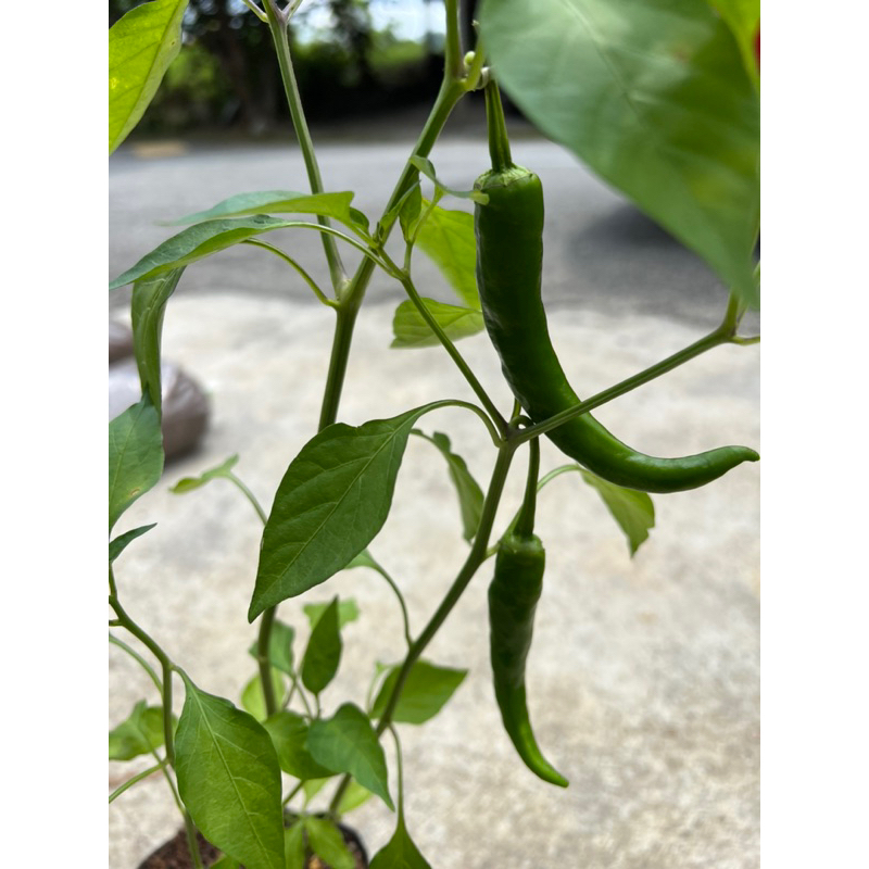 Cili Besar - Cili Besar Cepat Berbuah | Shopee Malaysia