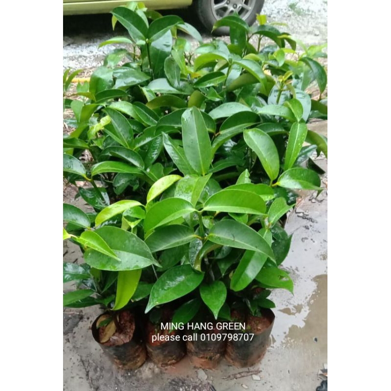 Anak Pokok Manggis Masta Jepun 日本山竹/水晶山竹果苗 | Shopee Malaysia