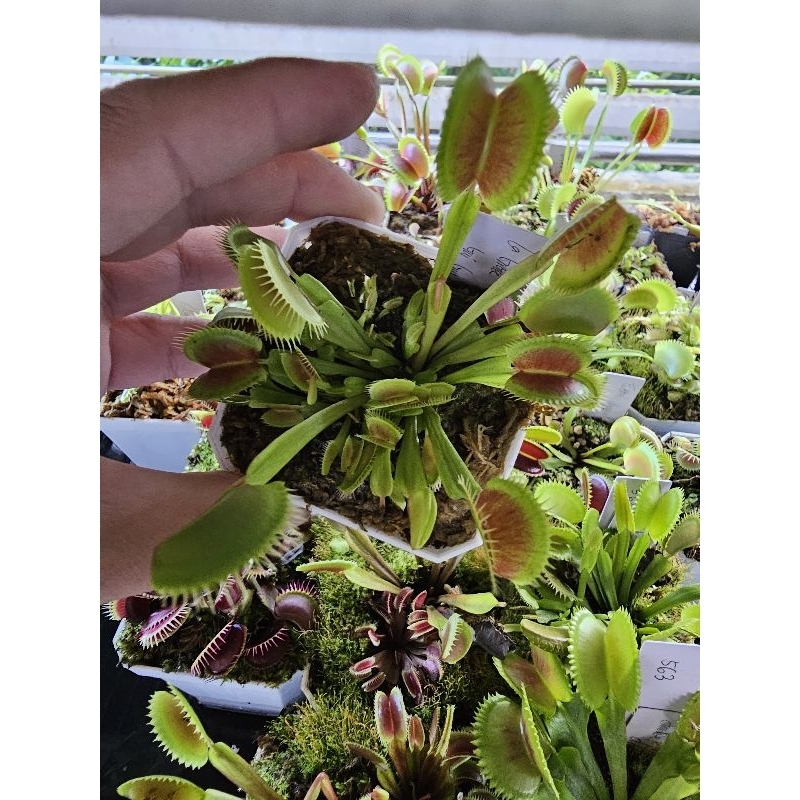Dionaea Muscipula "La Grosse a Gui Gui" Venus Flytrap Carnivorous Plant ...
