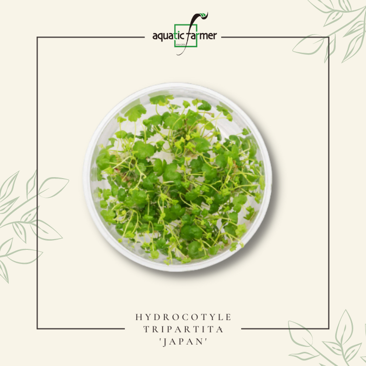 Aquatic Farmer - Hydrocotyle Tripartita 'Japan'/Mini/Verticillata (Easy ...