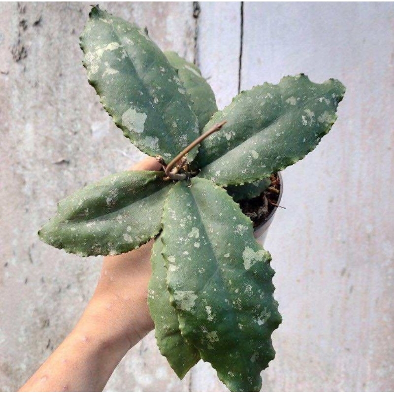 Hoya undulata Green Splash🔥Rare plant🔥ready stock in Malaysia | Shopee ...
