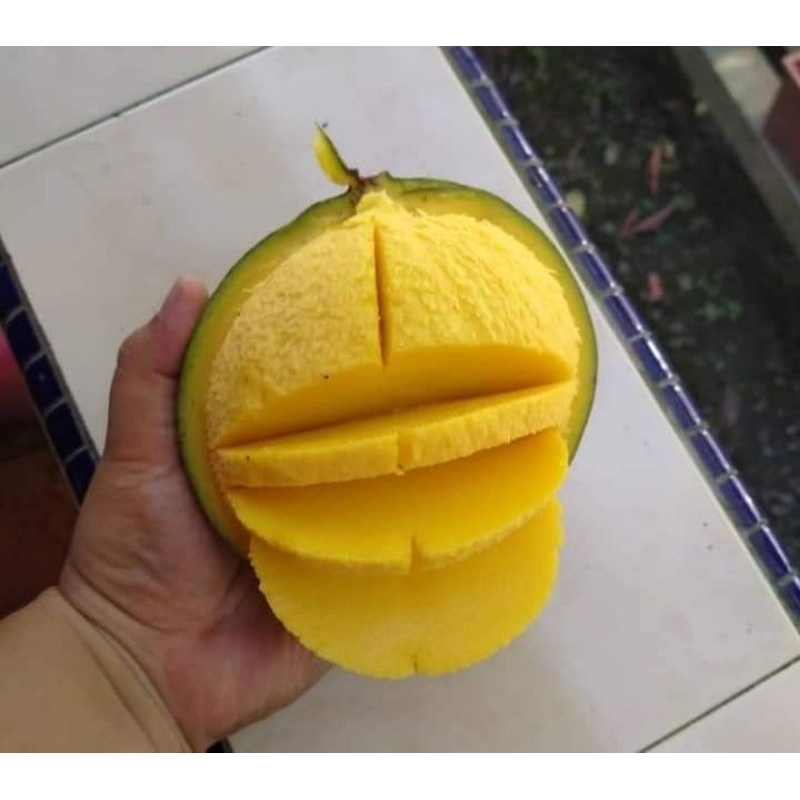 Sarawak Local Buah Embang Mawang Bambangan Seasonal fruit | Shopee Malaysia