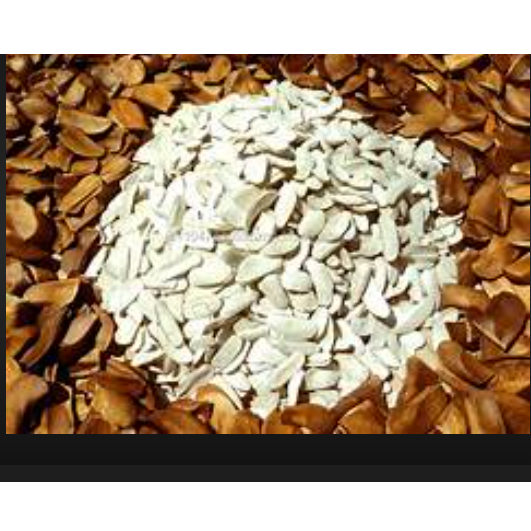 sky fruit/powder/kernel tunjuk langit buah(Swietenia macrophylla King ...