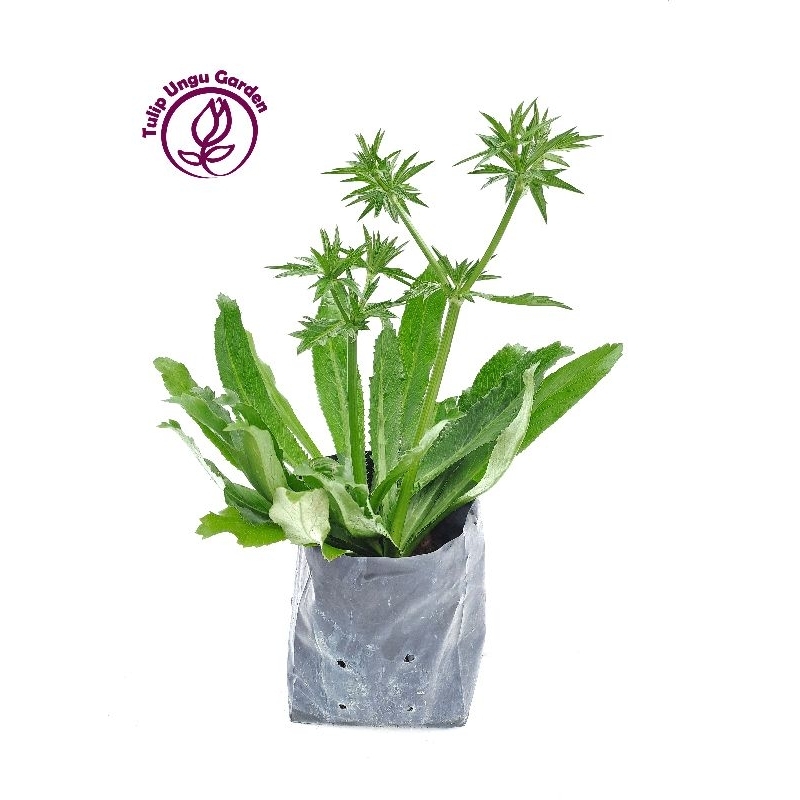 Pokok Ketumbar Jawa / Pokok Sayur / Live Plant | Shopee Malaysia