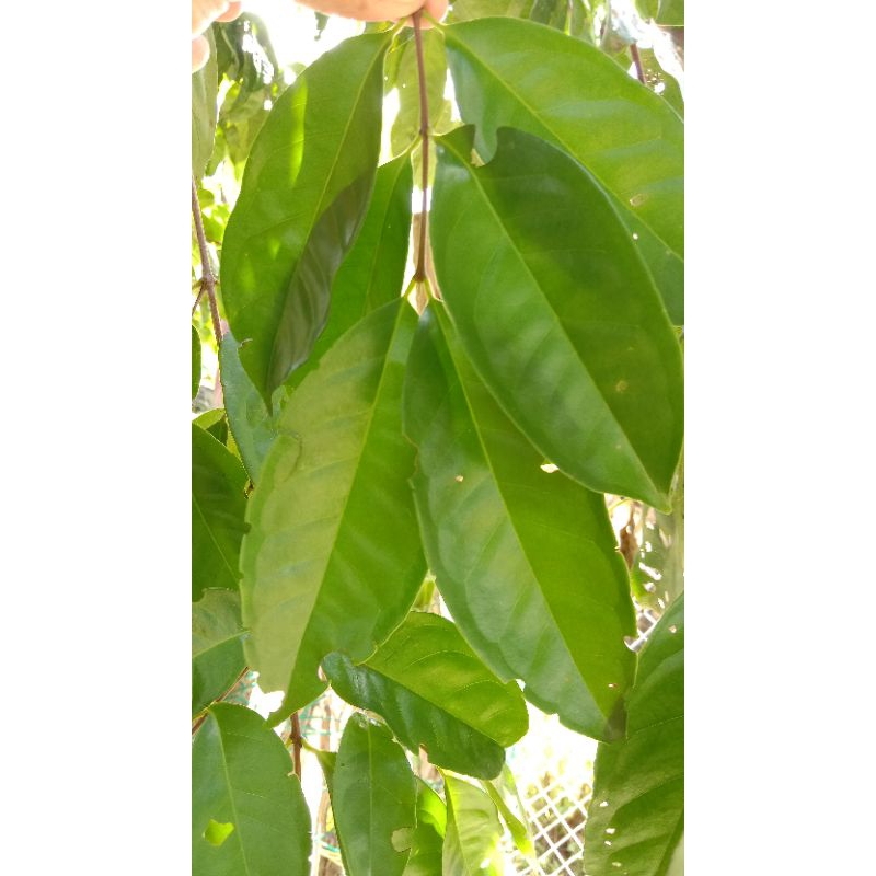 daun salam/daun samak @ bay leaves segar (80 gram ) | Shopee Malaysia