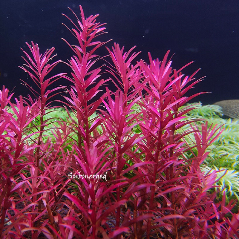 Rotala Blood Red S/G(Submerged 20Stem) | Shopee Malaysia