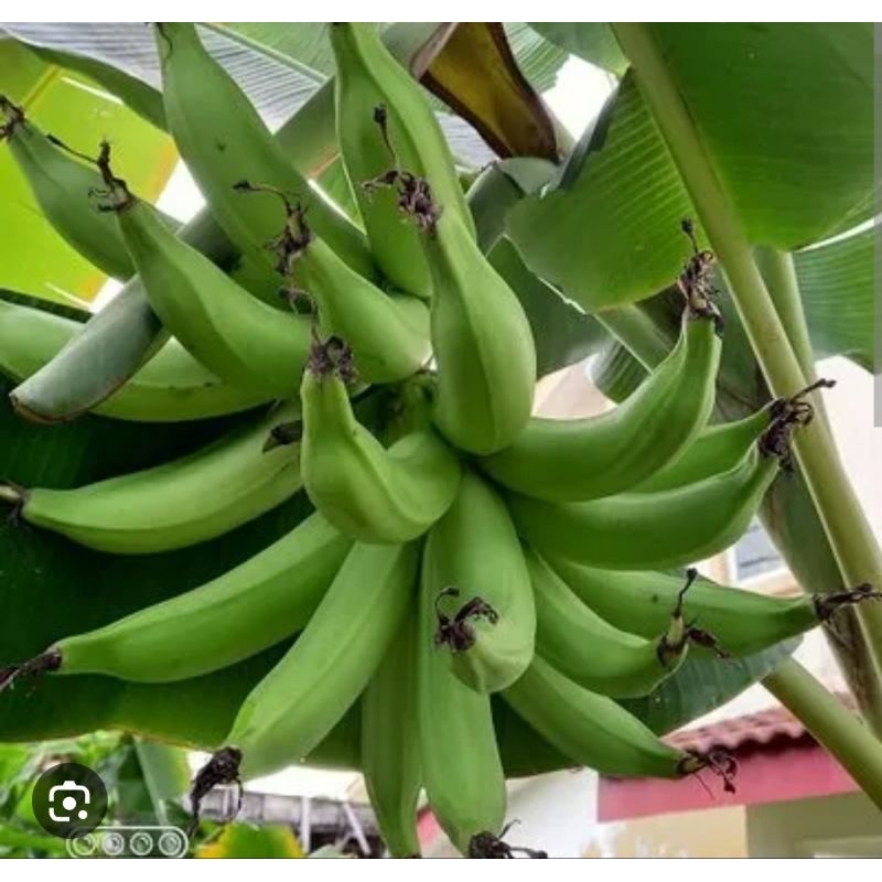 Pokok Pisang Rastali nipah tanduk dwarf cavendish tahi gajah jari buaya ...