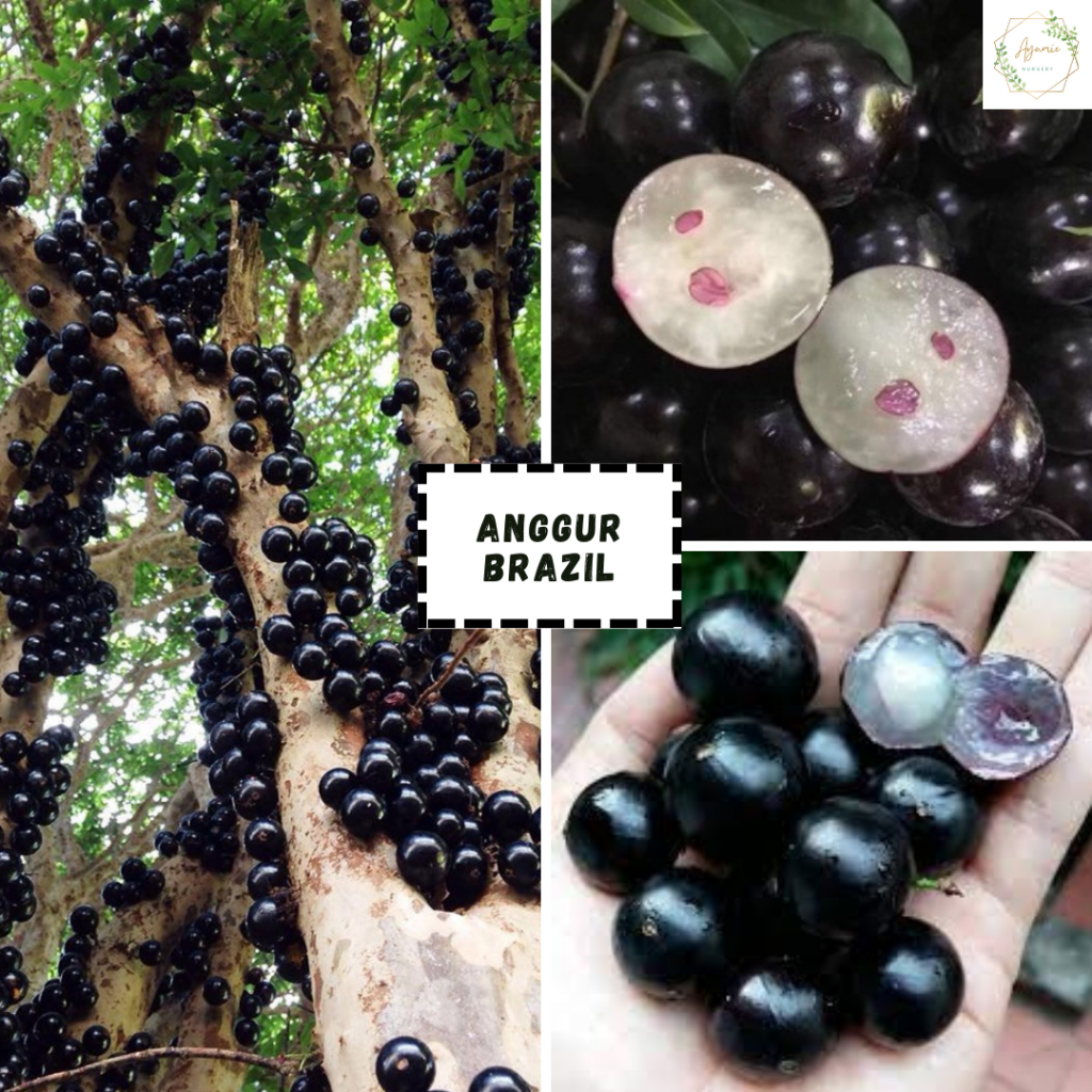 Pokok Anggur brazil(jaboticoba) | Shopee Malaysia