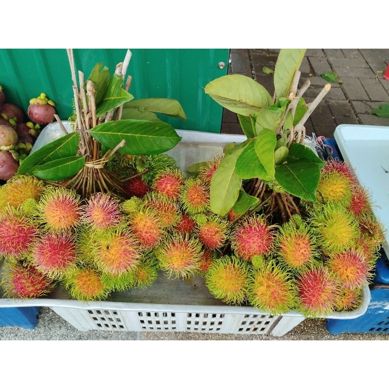 Rambutan anak sekolah menengah 1kg | Shopee Malaysia