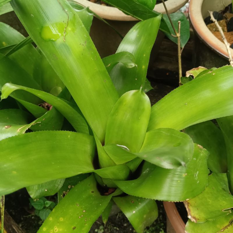 Bromeliad Neoregelia Zonata Tiger (Miniature Bromeliad) | Shopee Malaysia